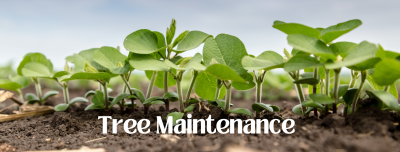 Tree Maintenance | Traverse Area District Library